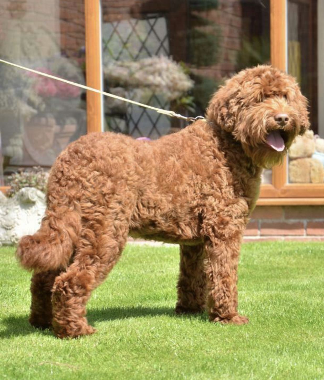 Australian Labradoodle - Huize Doodle